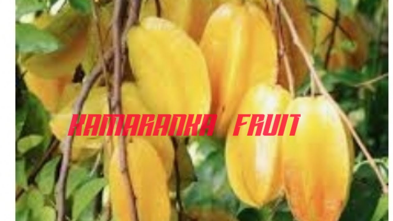 kamaranka fruit - YouTube