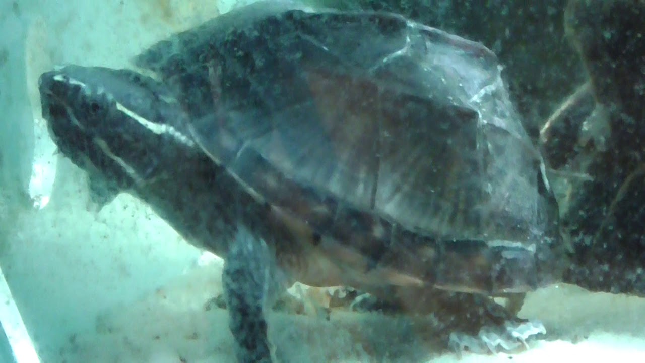 Sternotherus odoratus - YouTube