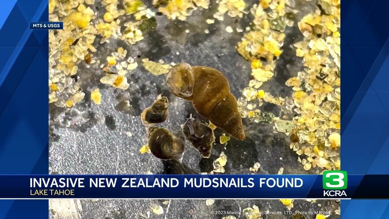 Invasive New Zealand mud snails found in Lake Tahoe - YouTube