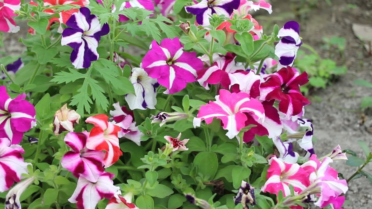 Nursery of Nepal/नर्सरी व्यवसाय/THAPA Nursery / Any kind of flowers ...