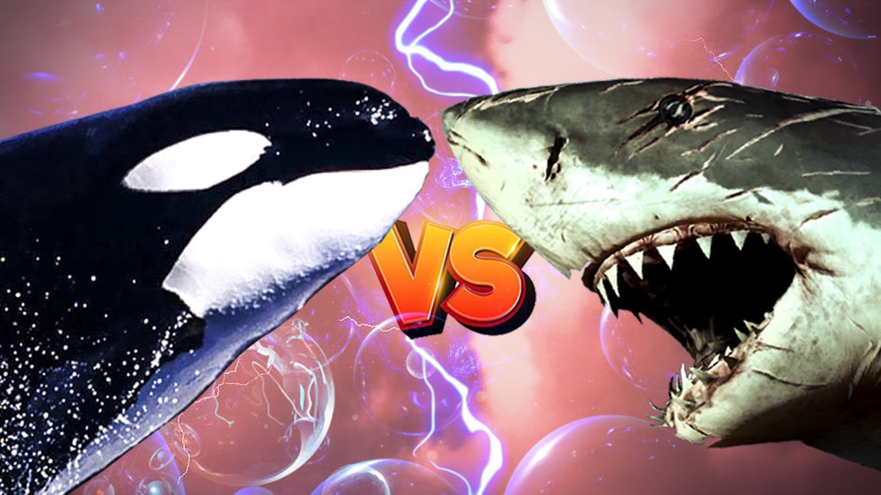 Tubarão branco VS Baleia orca - YouTube