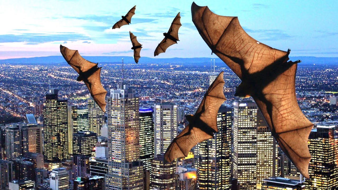 A bunch of Flying Foxes near my house - YouTube