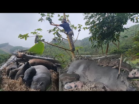 The best food for wild boars to eat, sleep well, grow fast, Survival Instinct, Wilderness Alone