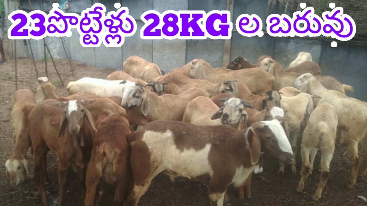 POTTELU sheep bakra 9014519679 9347290083 - YouTube