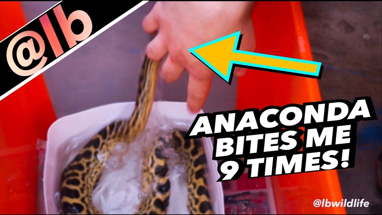 Yellow Anaconda Bite