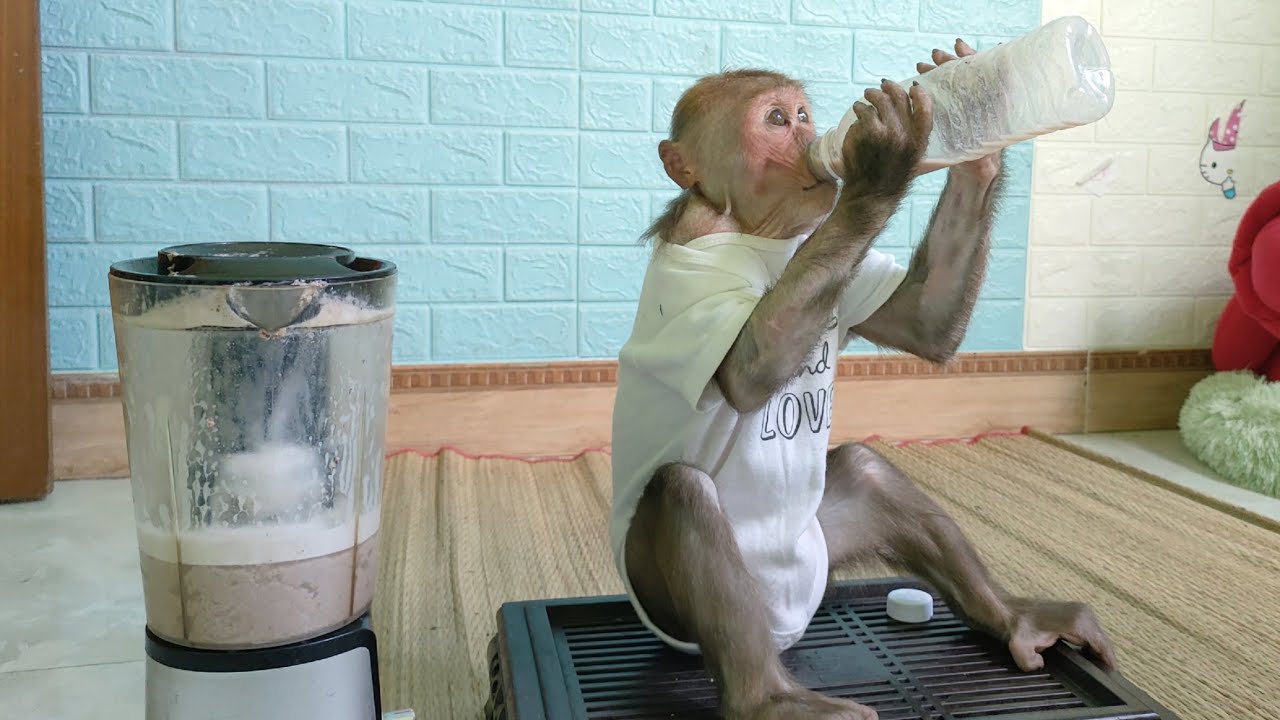 Monkey KUKU shares the water for Mom and Mimi and then drinks it - YouTube