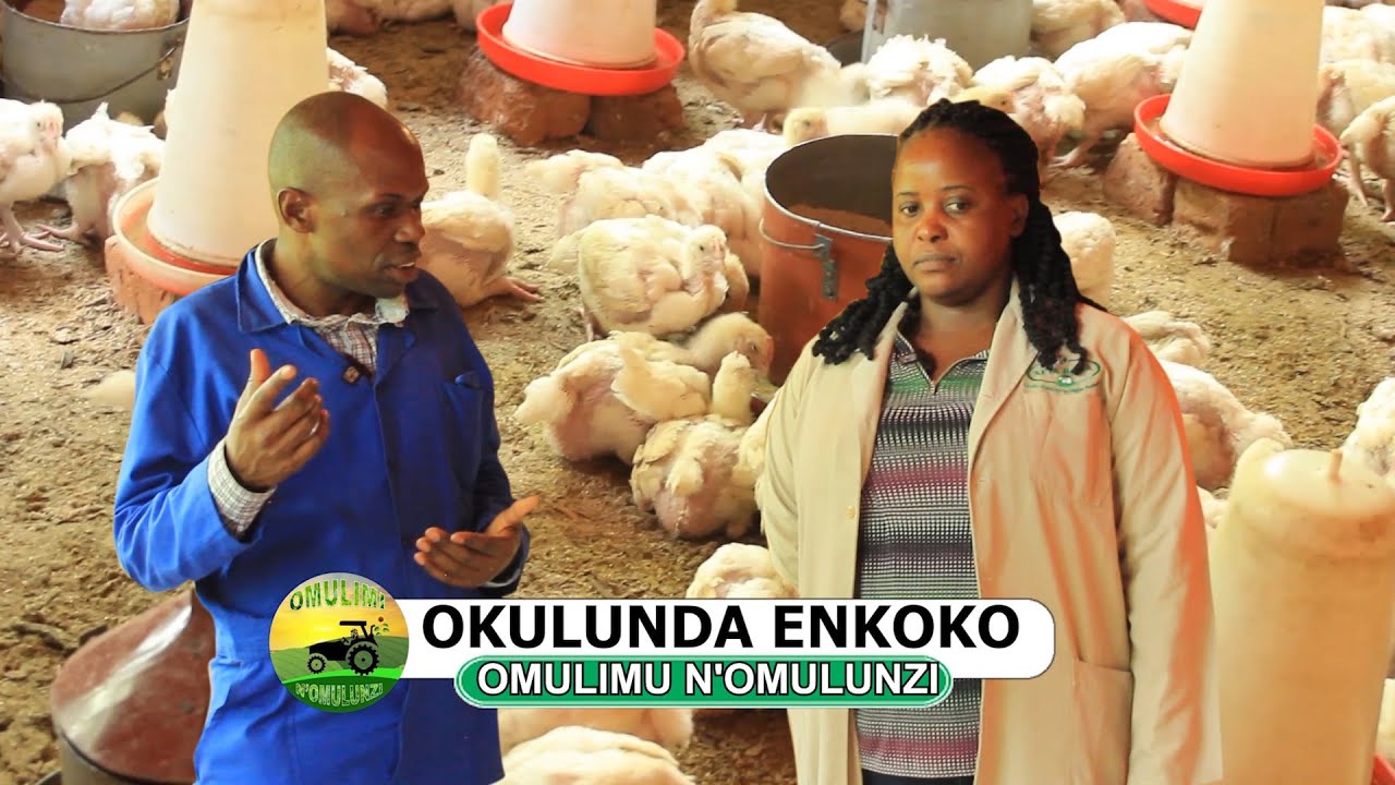 Okulunda enkoko part three - YouTube