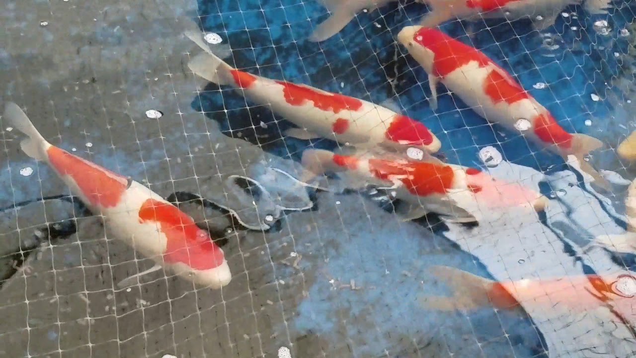 Andrew koi international visit - YouTube