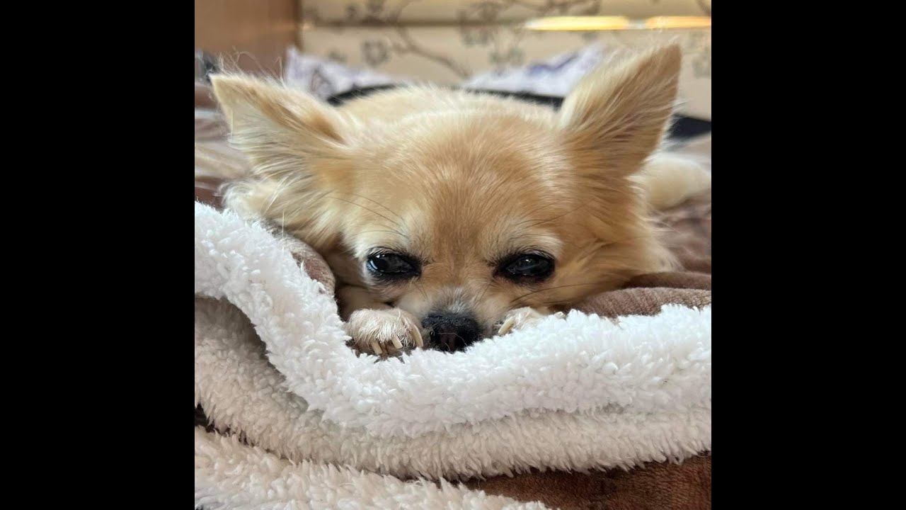 The Life Of Orla Marie - YouTube