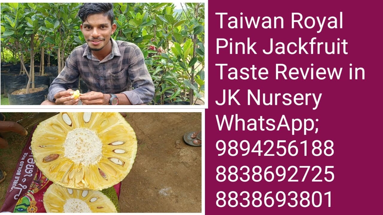 Taiwan Royal Pink Jackfruit Taste Review in JK Nursery | Thailand Royal ...