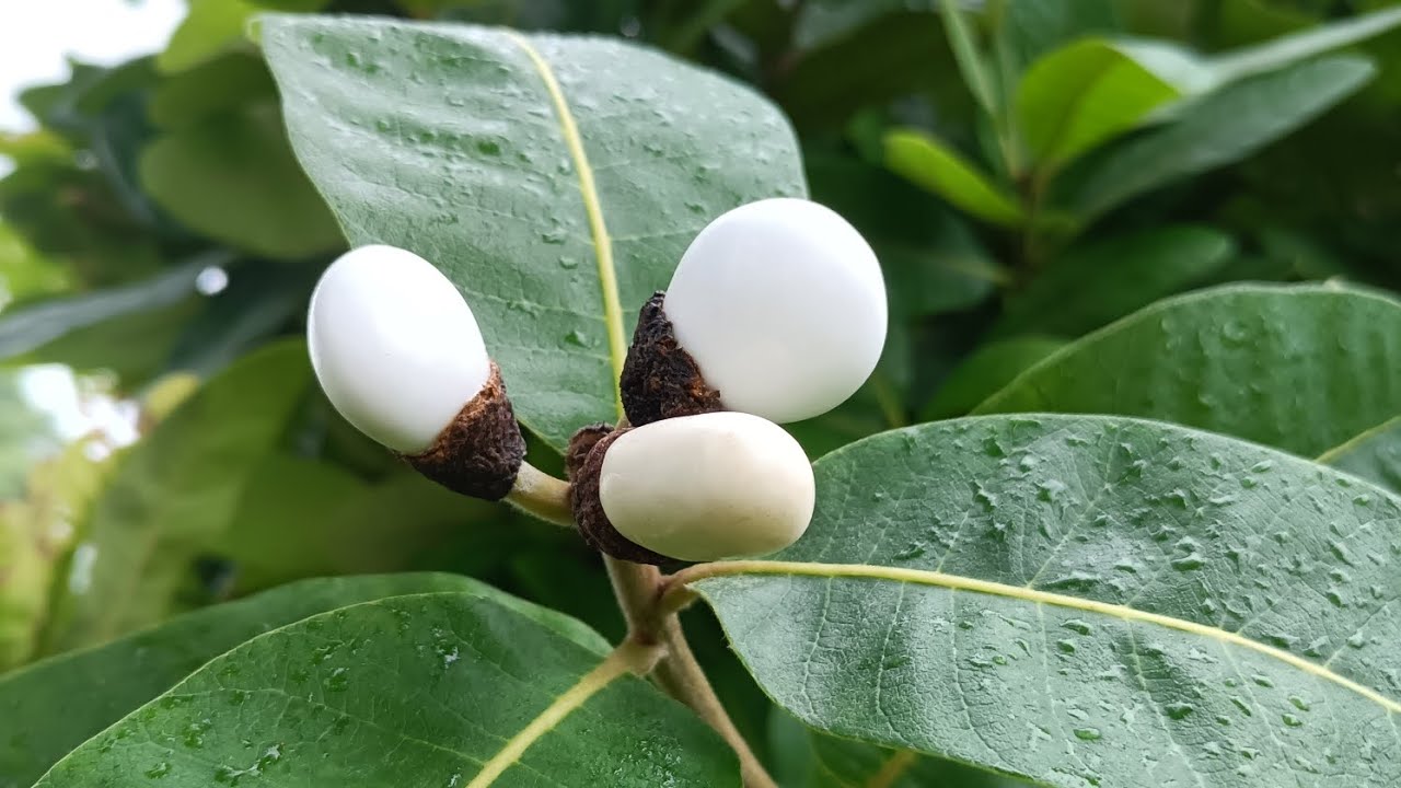 White Biba tree lbhilawa seeds Original 📞9604120694 available call me ...