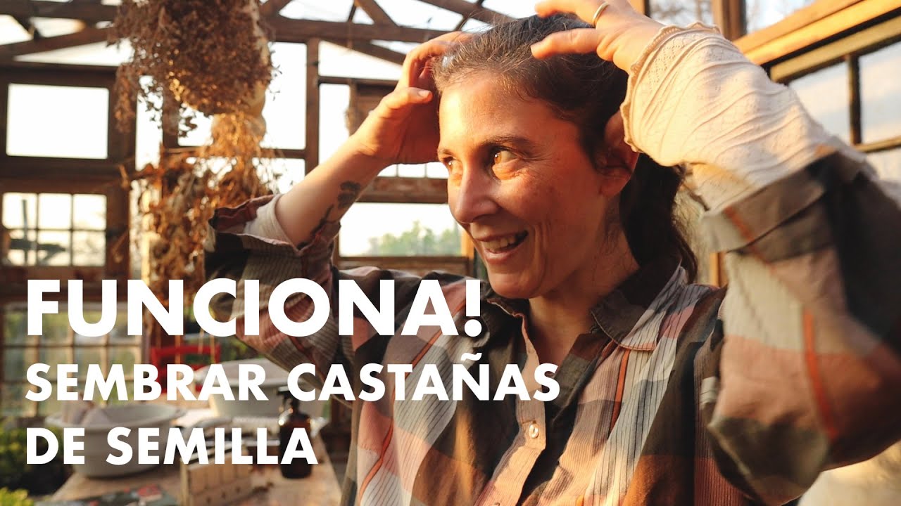 Sembrar Castañas de Semilla FUNCIONA! Soy una germinadora Compulsiva ...