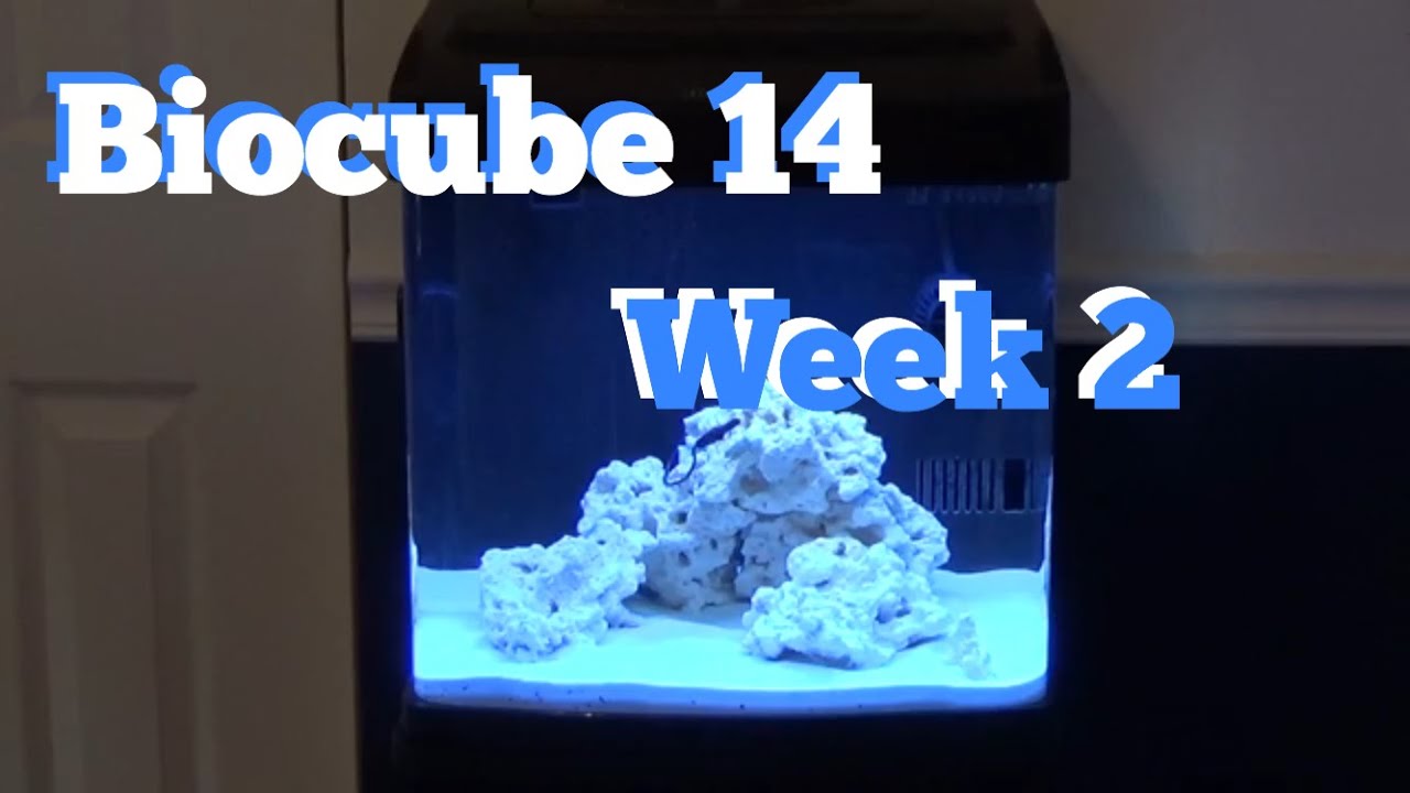 Biocube 14: Update (Week 2) - YouTube