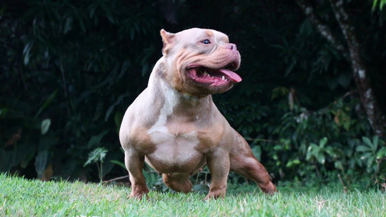 AMERICAN BULLY FÊMEA MICRO TRICOLOR LILAC | SUNSHINE - YouTube