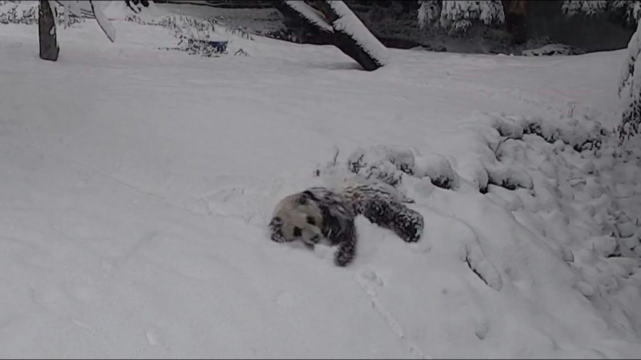 Panda cub plays with snow in Washington DC as storm batters US east ...