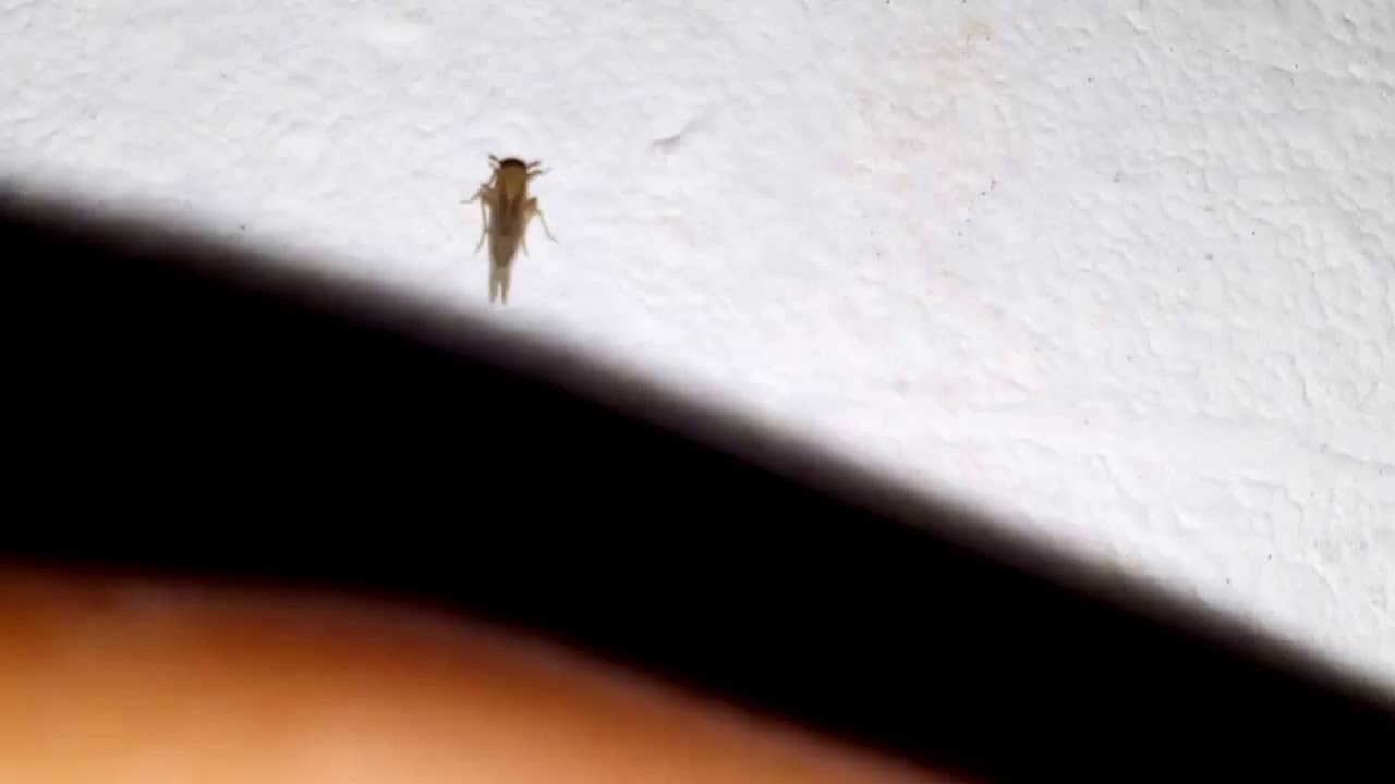 Smallest flying insect part 1 - YouTube