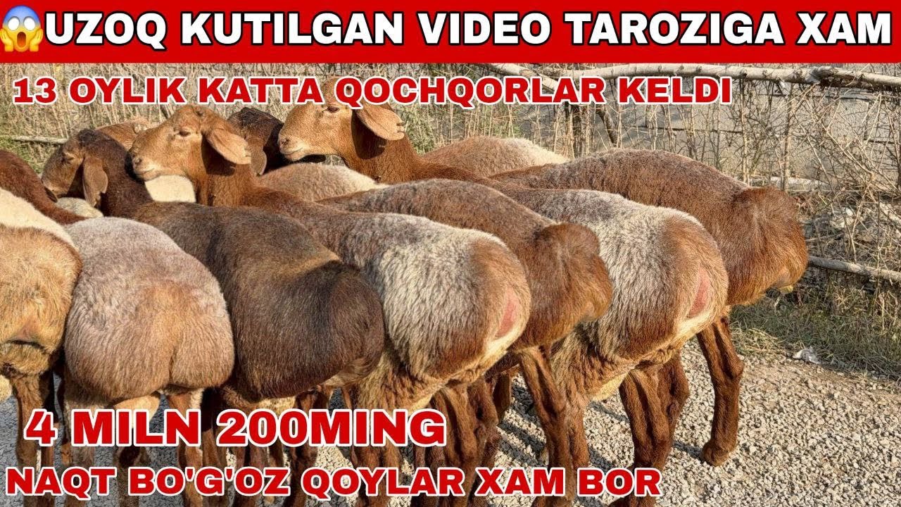 😱AXMADJON TAMINOCHIDAN TAROZIGA XAM UZOQ KUTILGAN VEIDO 13 OYLIK KATTA ...