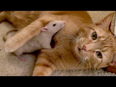 It's Cat versus Rat. It's two Cats One Rat. Can the Cats Beat the Rat ...