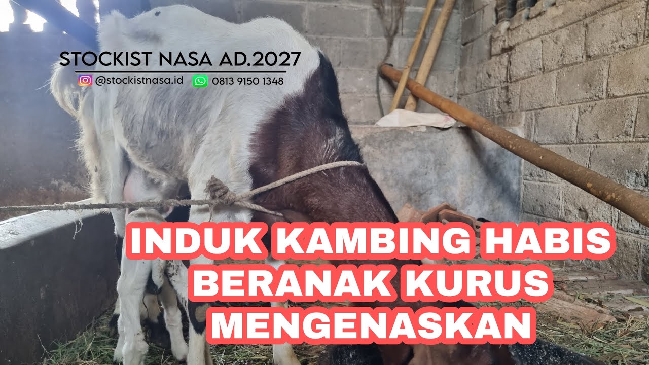 Induk Kambing Jawa Kurus Habis Beranak | Vitamin Penggemuk Kambing ...