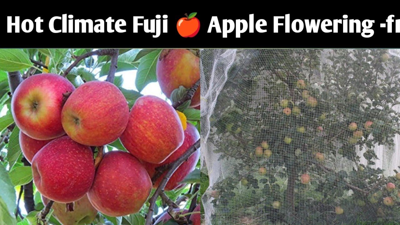 First Hot Climate Fuji Apple Variety Flowering ll Medium chill Apple ...