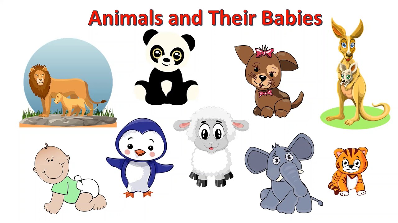 Animals and their babies | Animals and their Young Ones | Best Learning ...