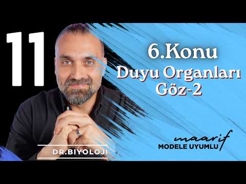 Duyu Organları Göz-2 | 11. Sınıf Biyoloji Maarif Model
