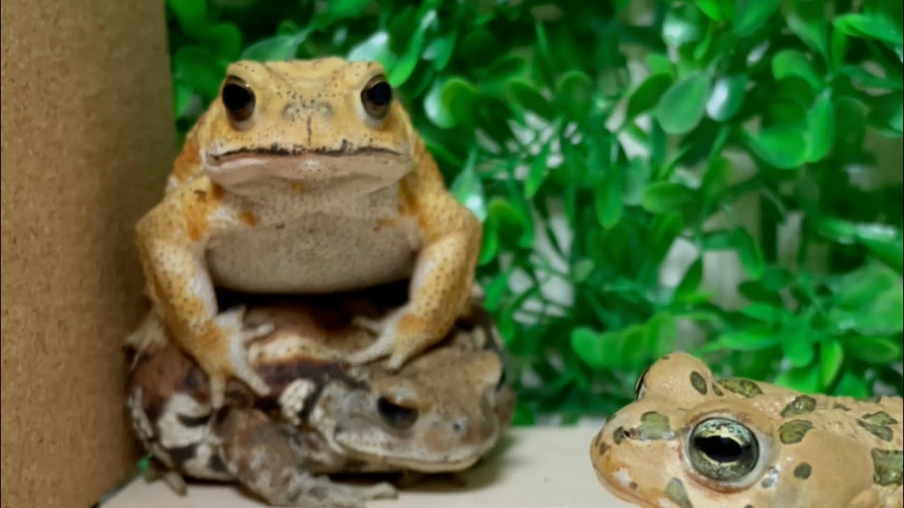 Special seat? The favorite of yellow toad is on brown toad. Miyako toad ...