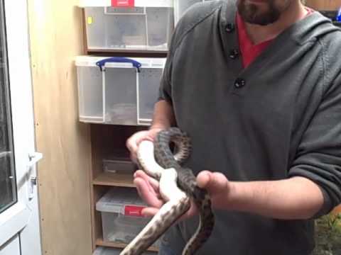 Spotted Python - YouTube