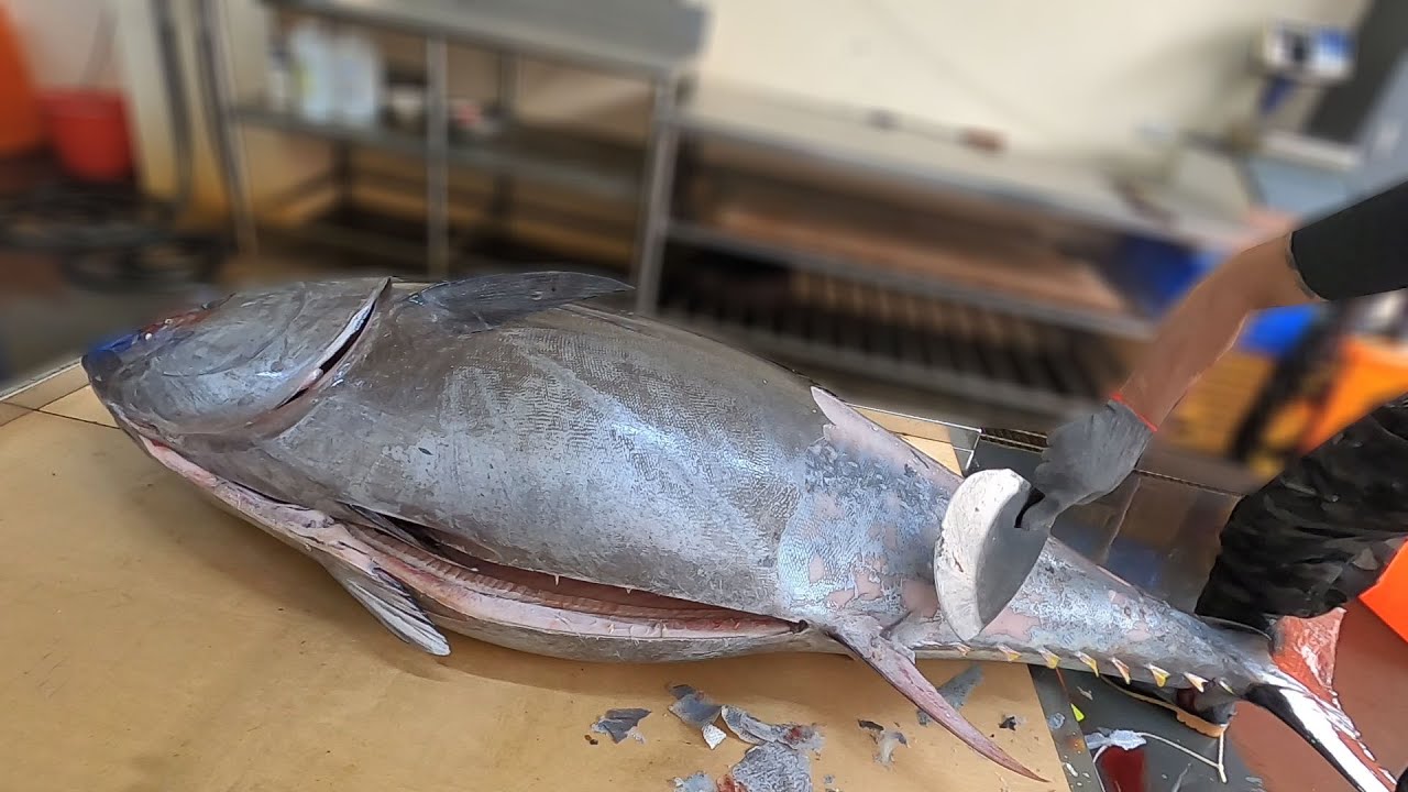 Luxurious Giant 500lb BlueFin Tuna Bid Process and Fluency Cutting/奢華的 ...
