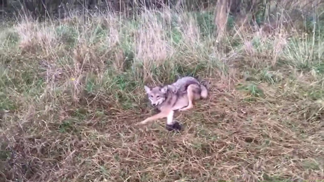 First Coyote! - YouTube