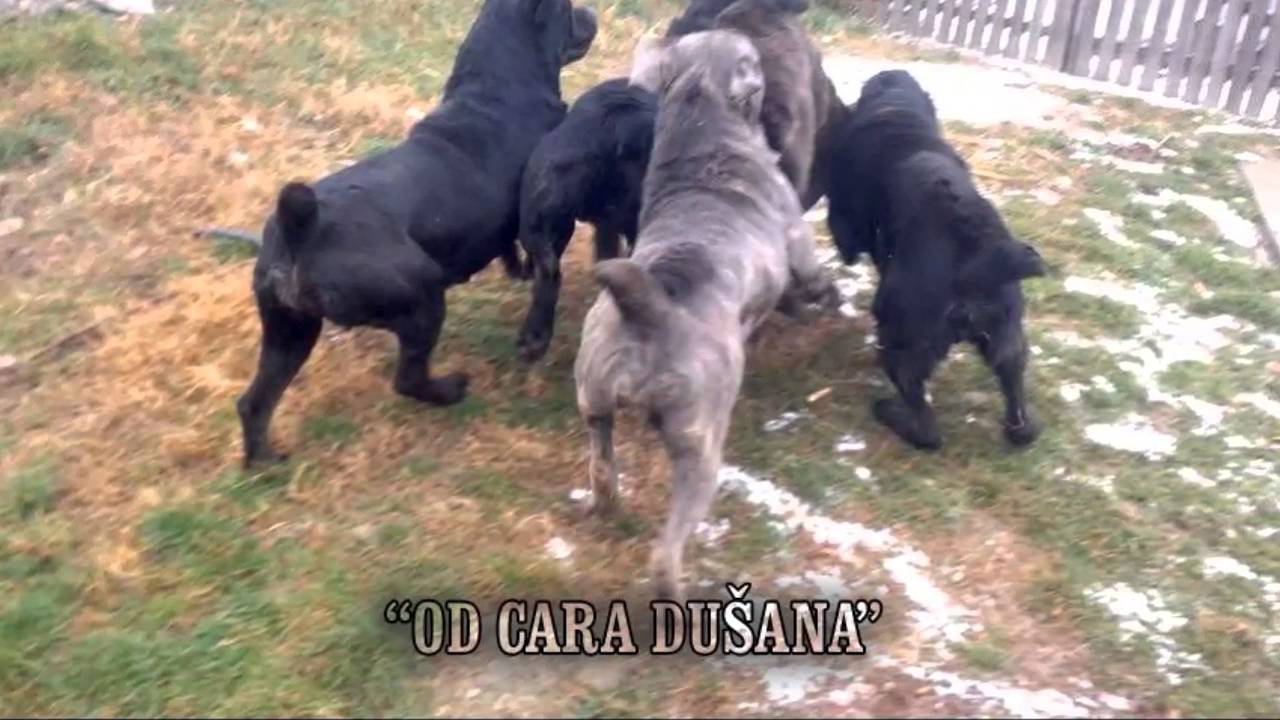 Serbian defense dog kennel “FROM EMPEROR DUSAN” - YouTube