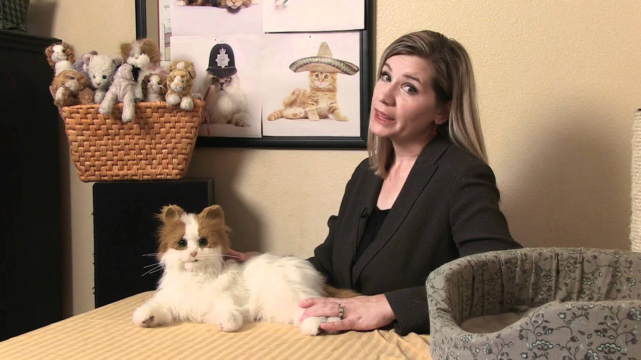 Funny Cat Massage Parody Youtube