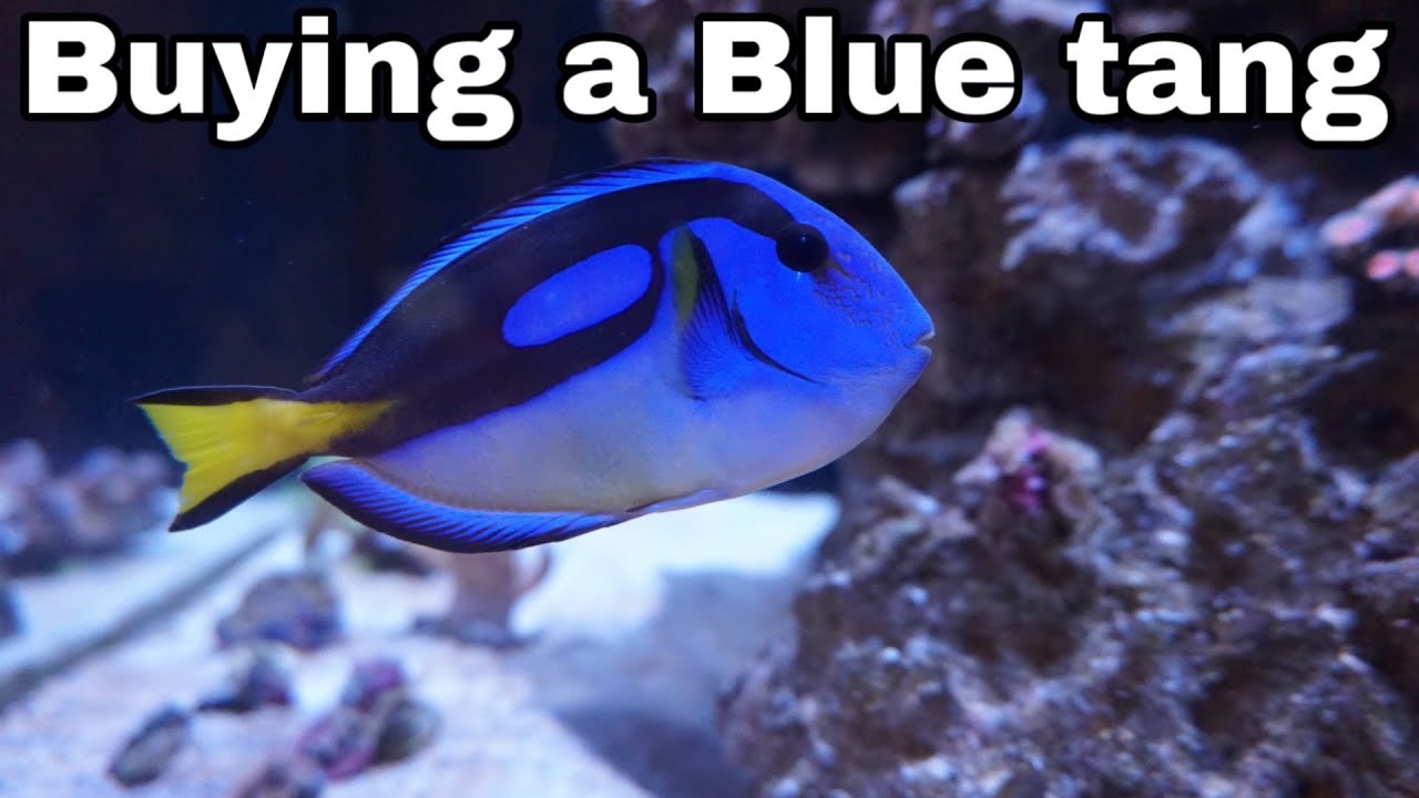 Buying a Blue Tang *Dory fish * - YouTube