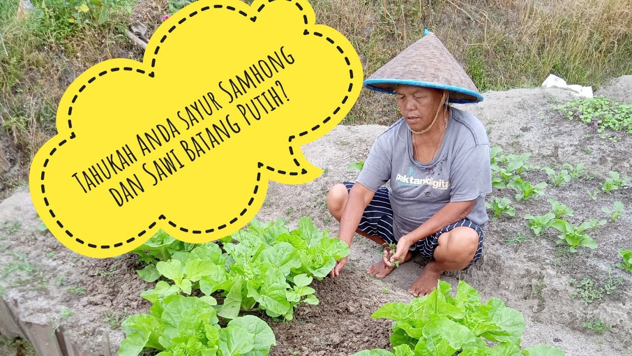 Tahukah Anda sayur Samhong dan Sawi Batang Putih? - YouTube