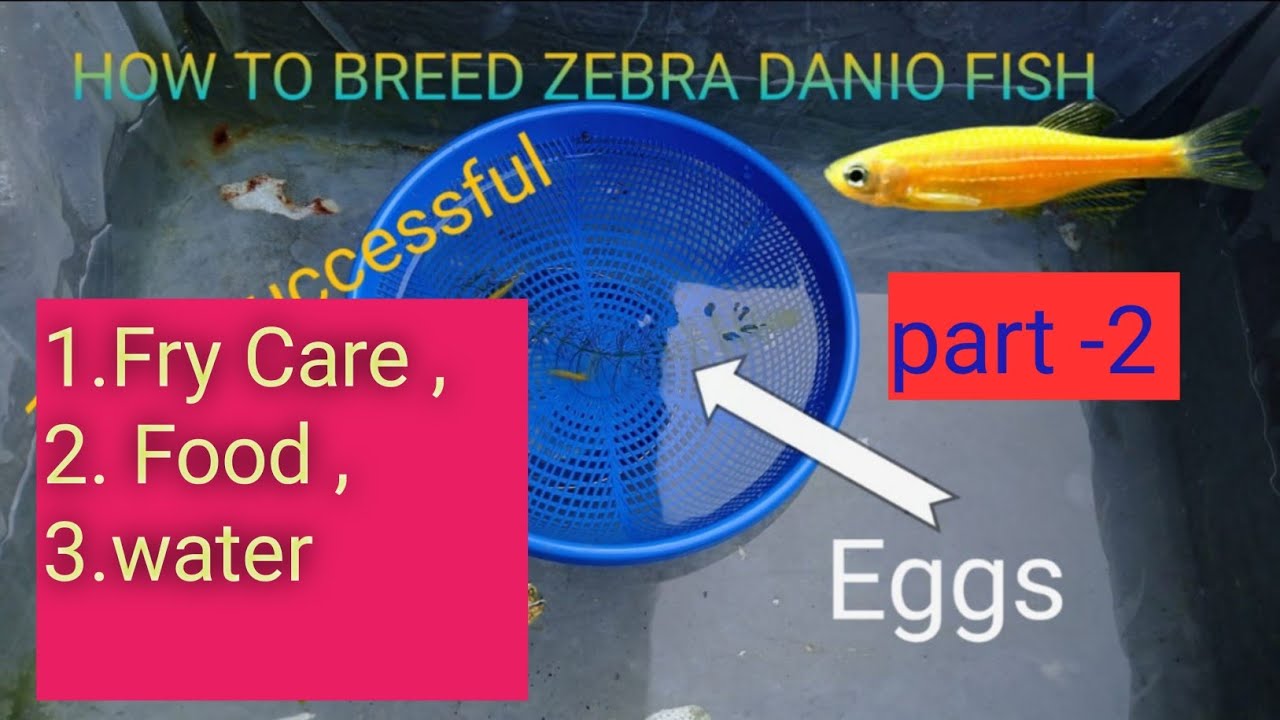 How to breed zebra fish part =2 |100℅ successful breeding - YouTube