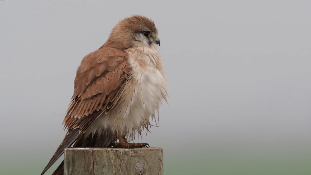 A Fluffy Nankeen Kestrel - YouTube