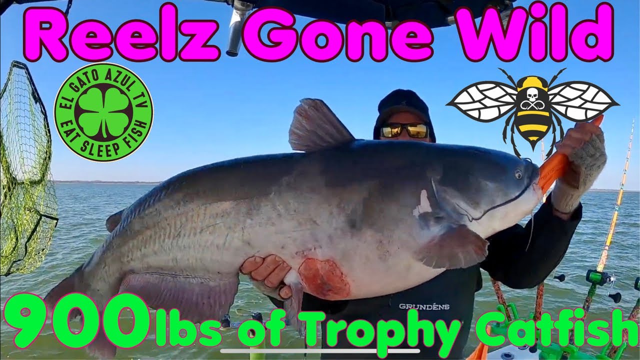Epic 900 lbs of Trophy Catfish caught on this trip. Incredible big fish ...