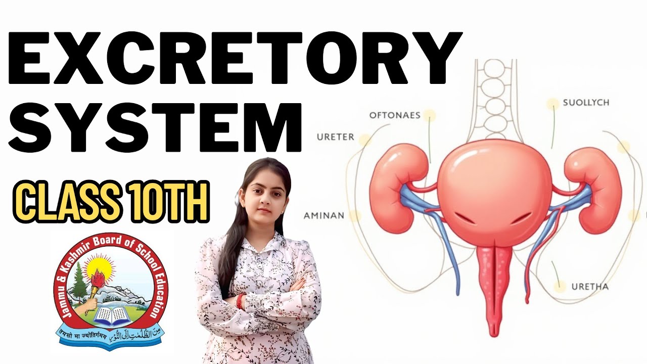 Life Processes | Excretory System | Class 10th | JKBOSE - YouTube