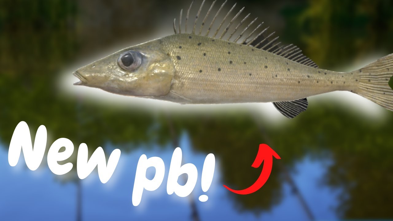 Donets ruffe spot in winding rivulet! #193 Russian fishing 4 - YouTube