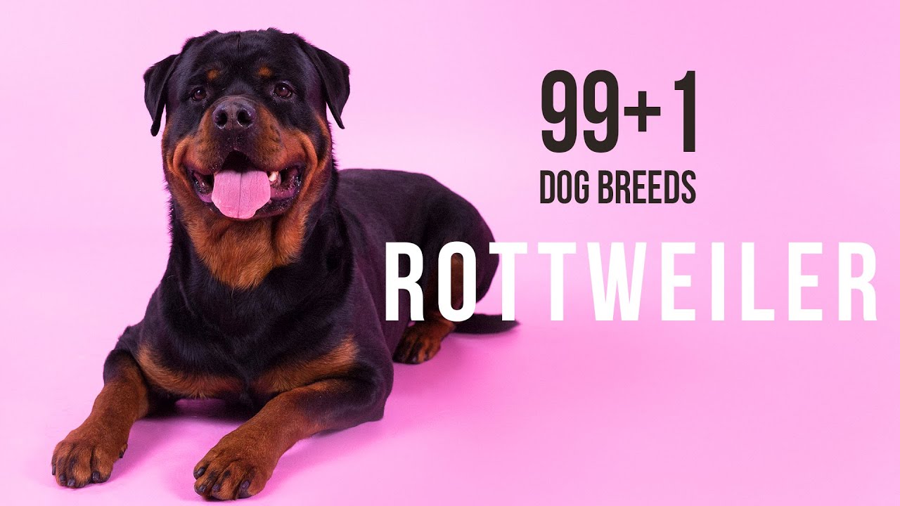 Rottweiler / 99+1 Dog Breeds - YouTube
