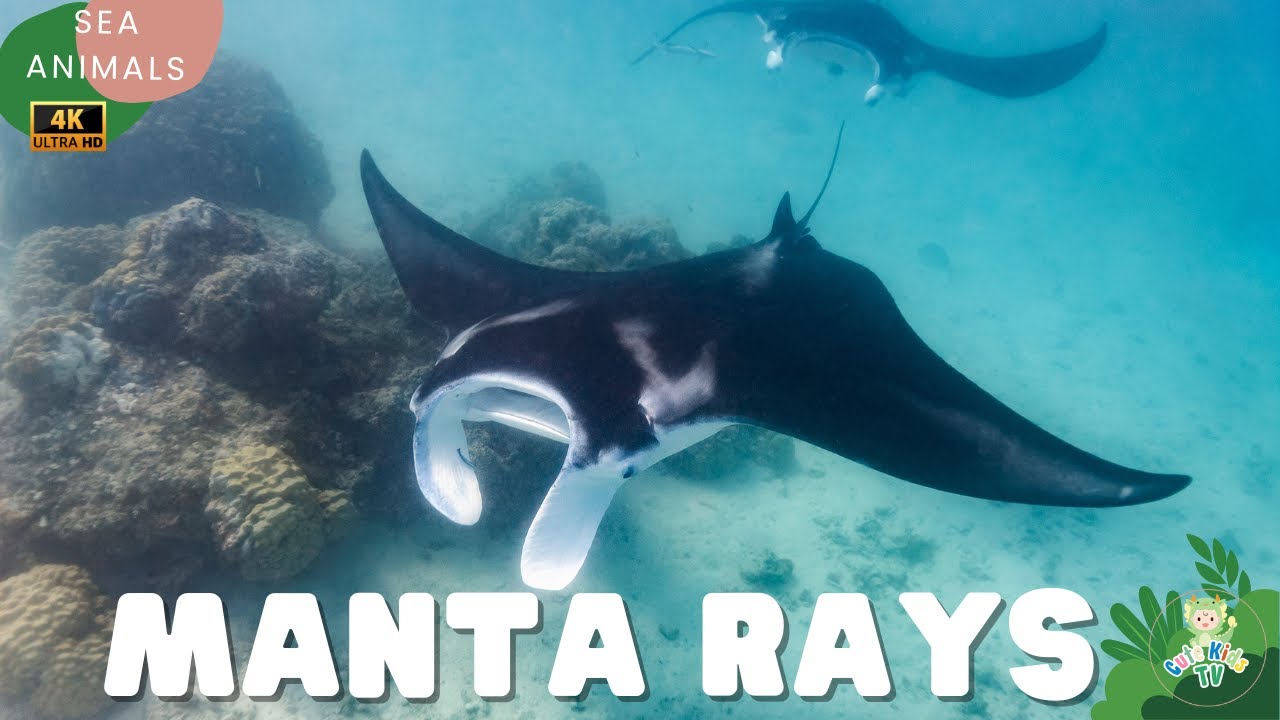 Exploring the Amazing World of Manta Rays – Fun Facts for Kids! - YouTube