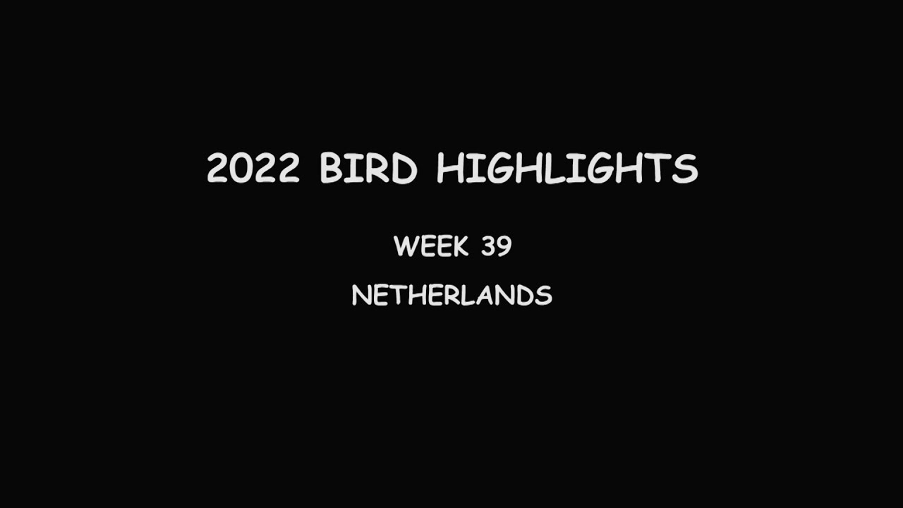2022-39 BIRD HIGHLIGHTS - YouTube