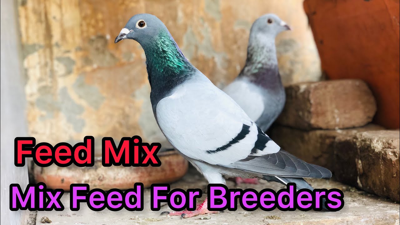 Breeders Mix Feed | Racing Pigeons Feed - YouTube