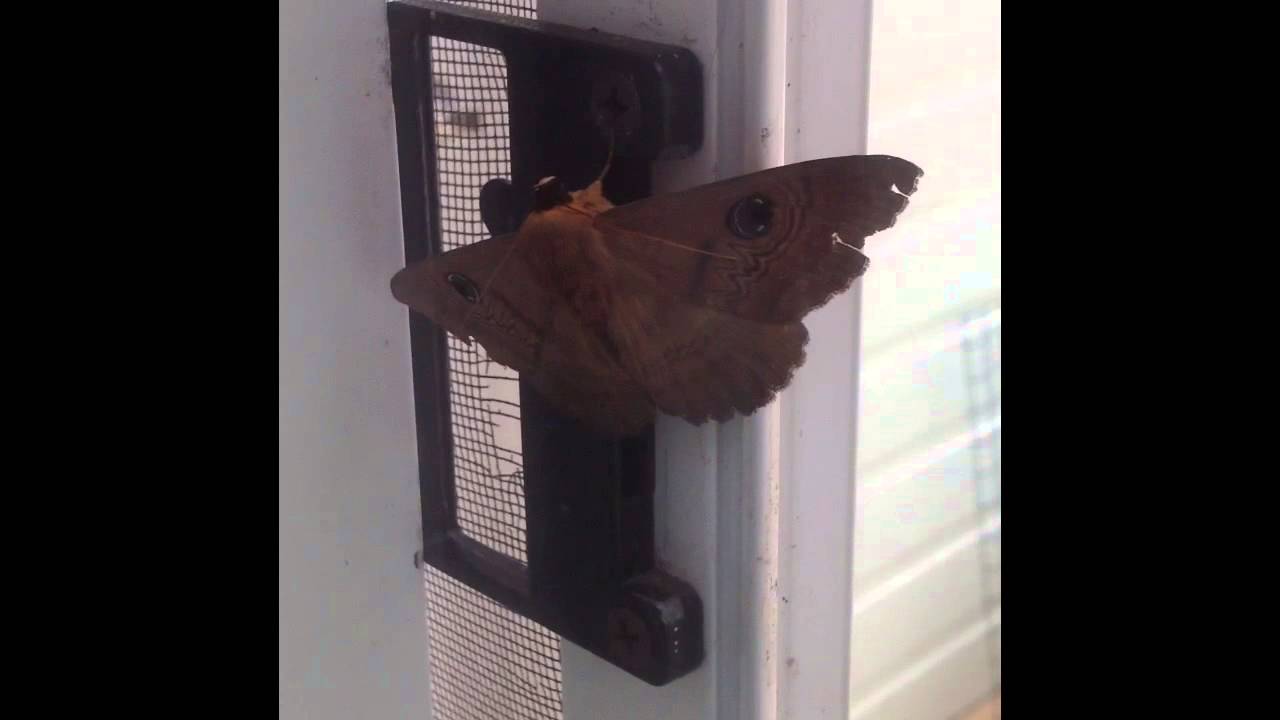 Fluffy Moth BUGS UP CLOSE #3 - YouTube