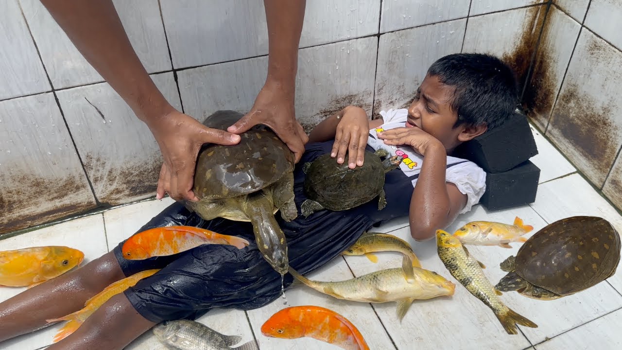 Pretty Girl Cleaning Tortoise Aquarium (4K Ultra HD Fish Tank Changing ...