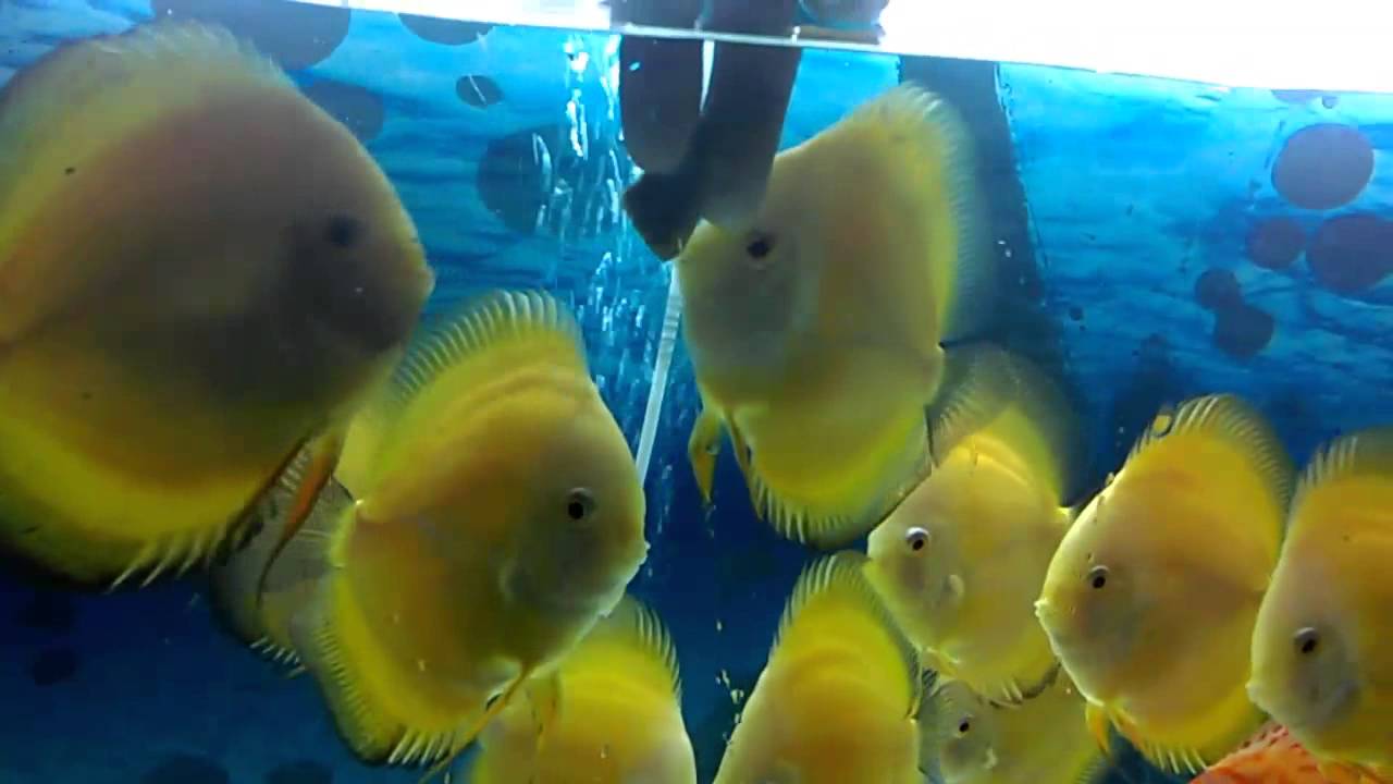 Hand feeding my Millenium Gold discus fish - YouTube