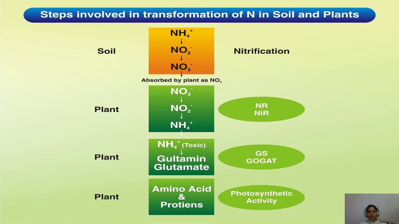 Nitrogen transformation - YouTube