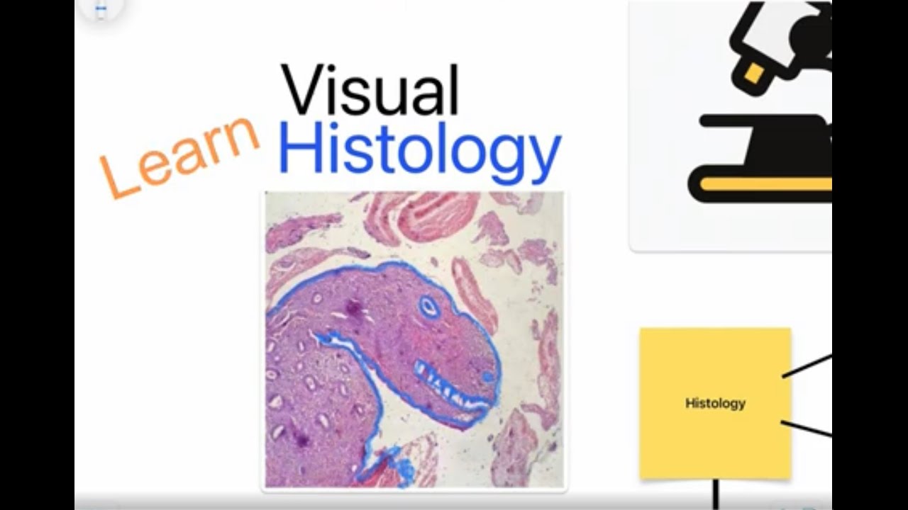 Histology Made Easy - introduction - Epithelium - YouTube