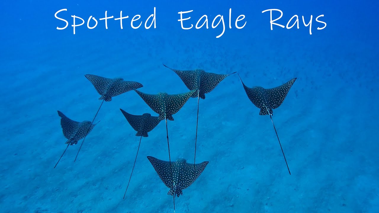 Group of 7 Spotted Eagle Rays at Mahukona shore dive - YouTube