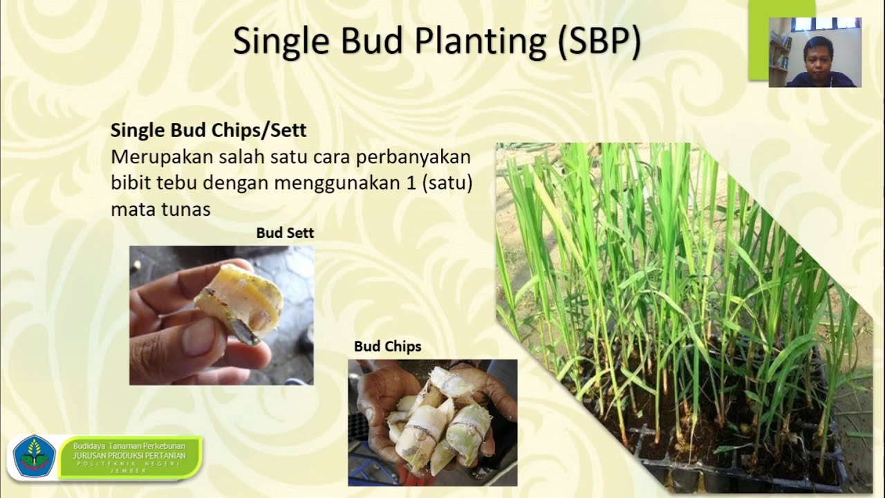 MATERI SINGLE BUD PLANTING TEBU (BUD CHIP) - YouTube